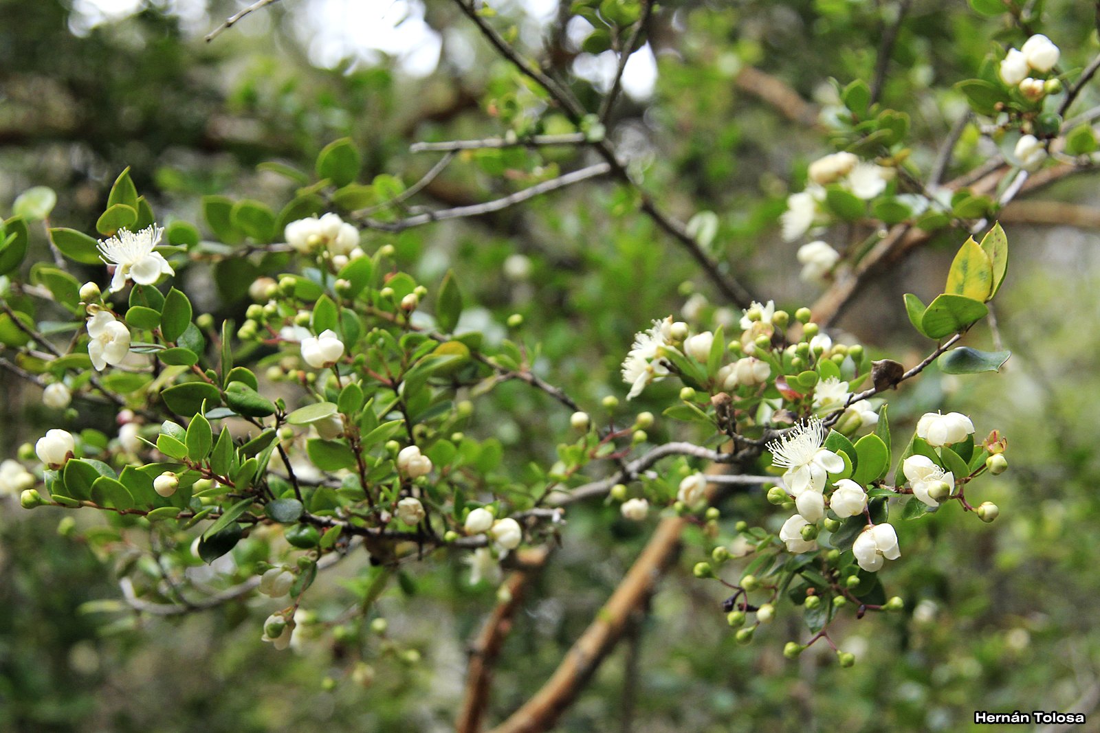 Patagonia: Arrayán (Luma apiculata)