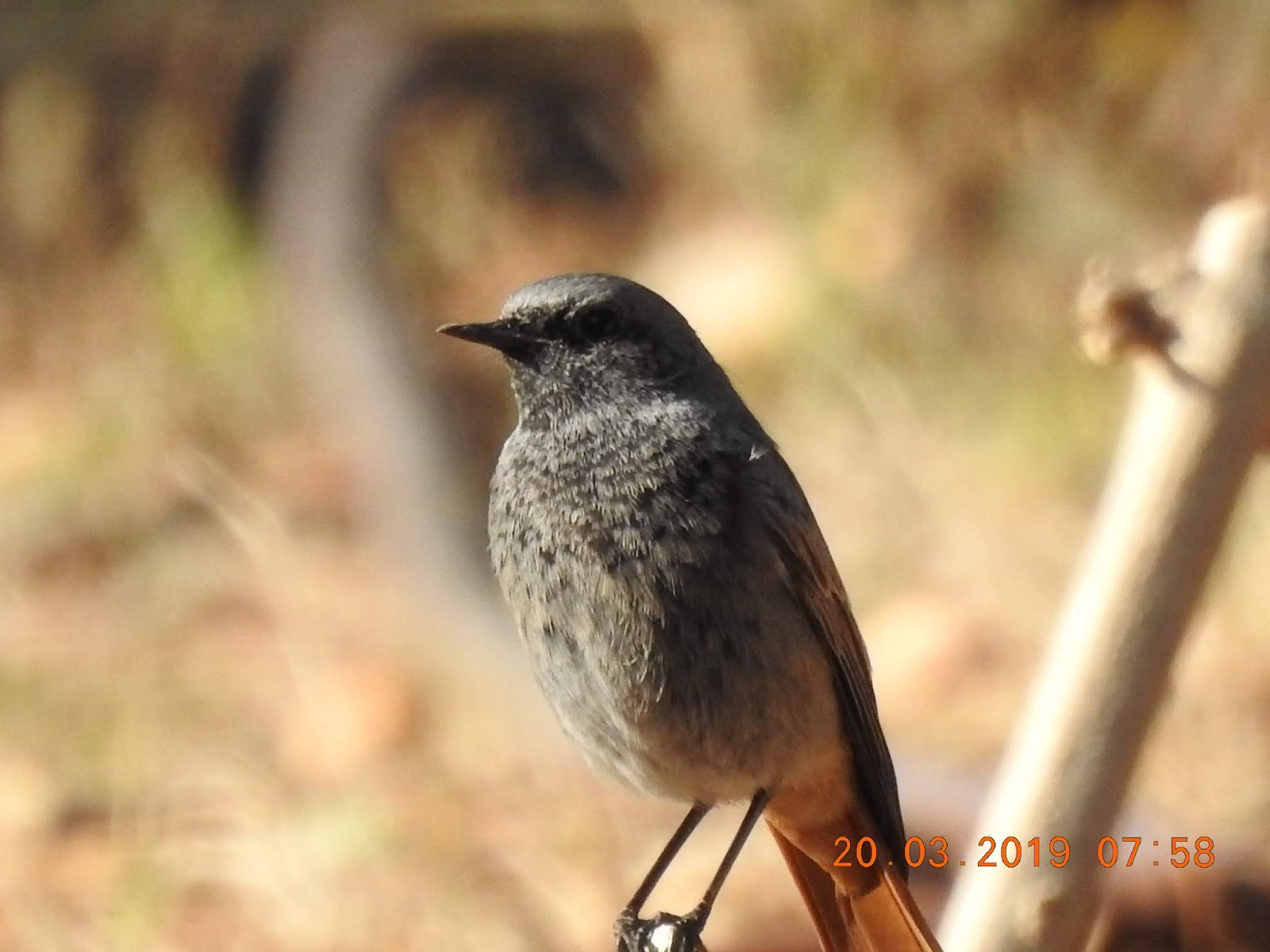 Bird at Waddon Ponds and Beddington farm: Birds Majorca Mar 2019 Gallery