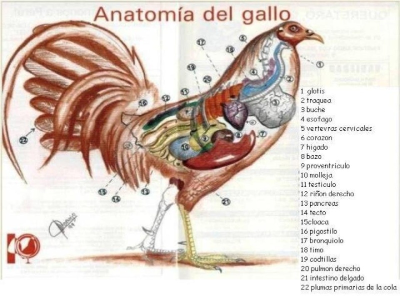 LOS PULMONES EN LOS GALLOS ~ Los Gallos de Peleas AJR