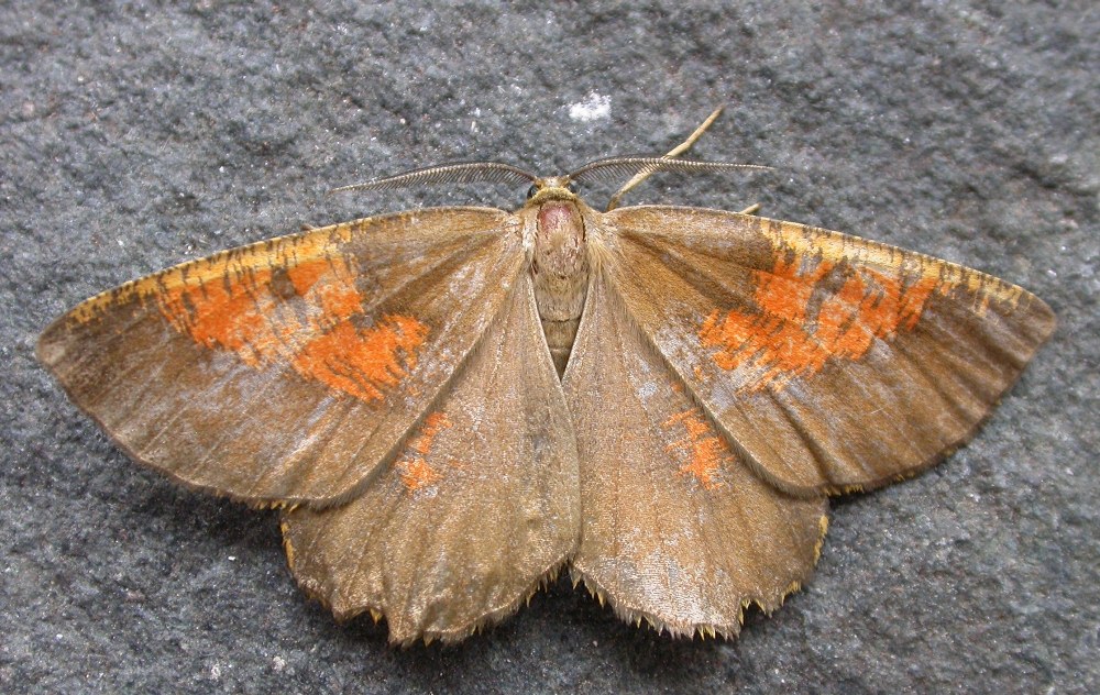 The Bald Birder (and Moffer): 12 June 2015 - Orange Moth