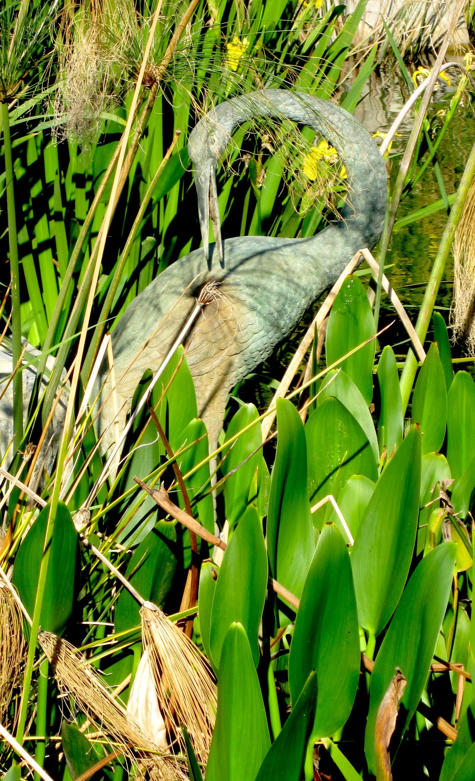 The Museum of the San Fernando Valley: CSUN'S SPECIAL BOTANICAL POND