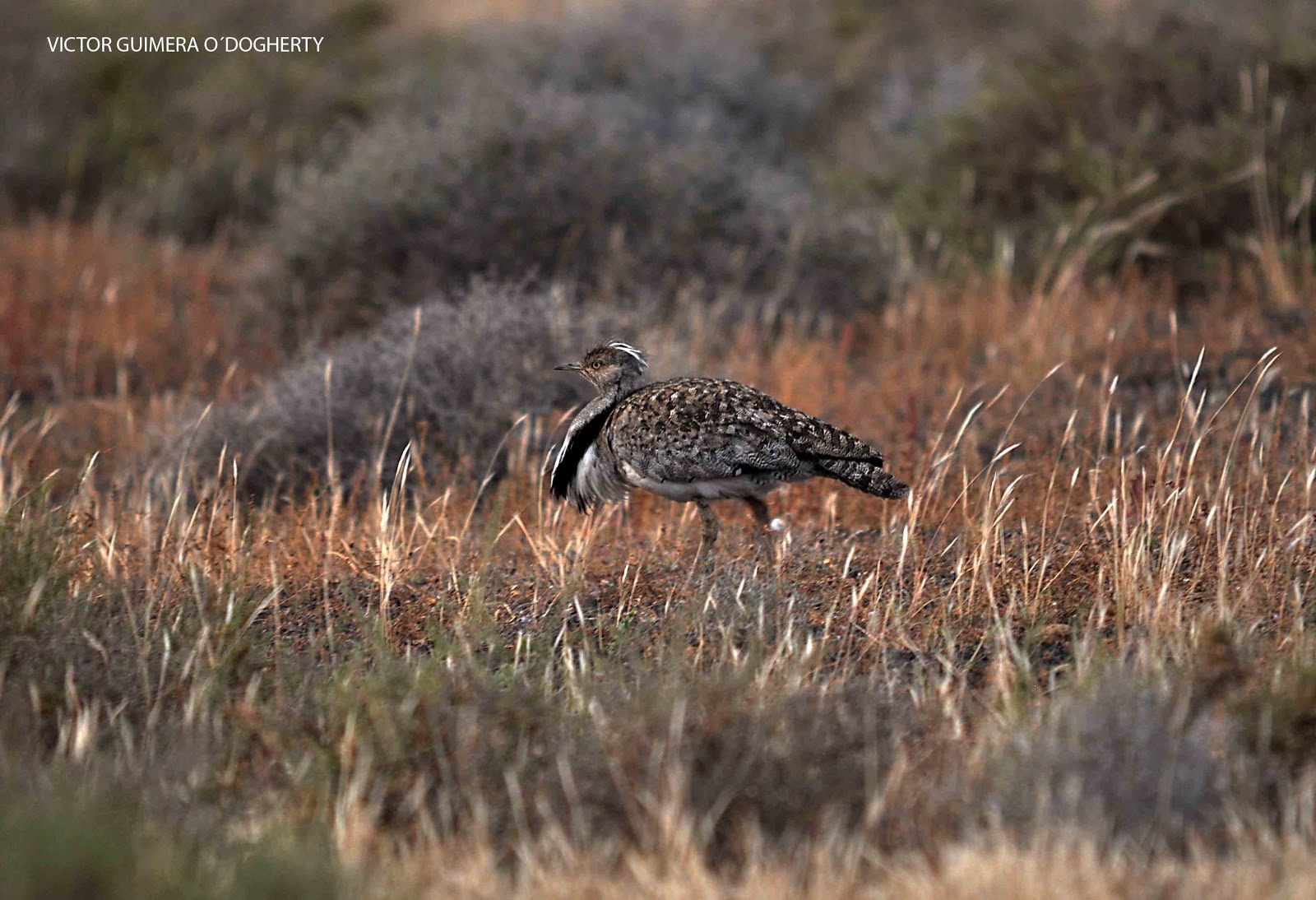 Mis imágenes de aves: UNAS FOTOS DE HUBARAS CANARIAS