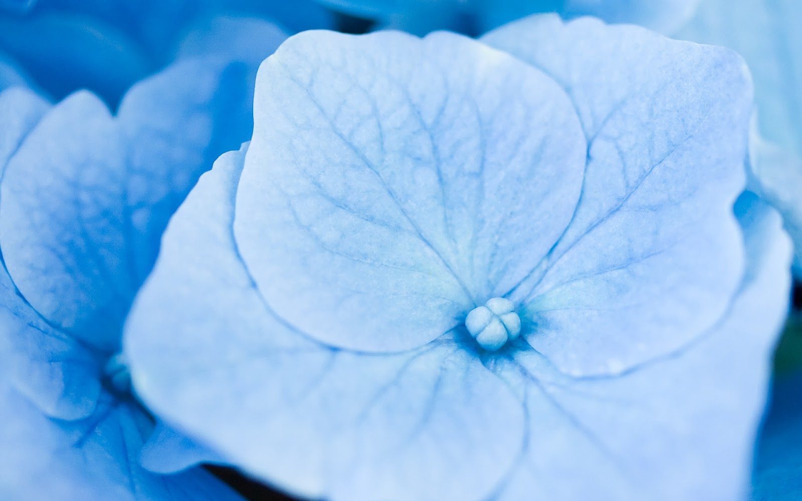 Flower Wallpapers ~ picture for wallpaper