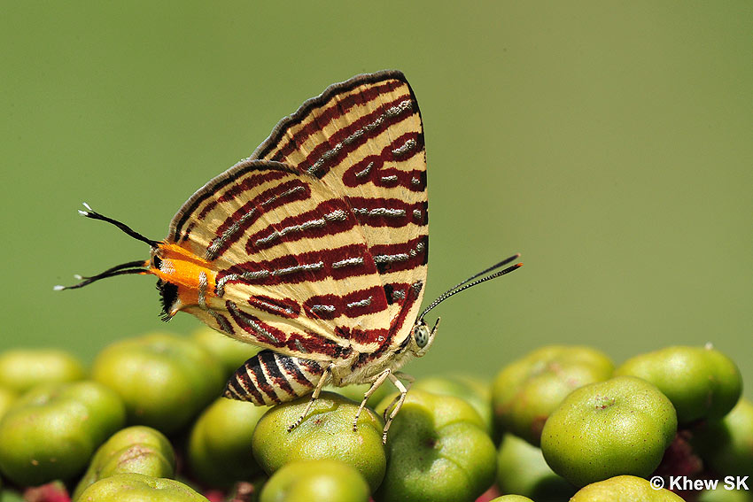 Butterflies of Singapore: Butterfly of the Month - January 2015