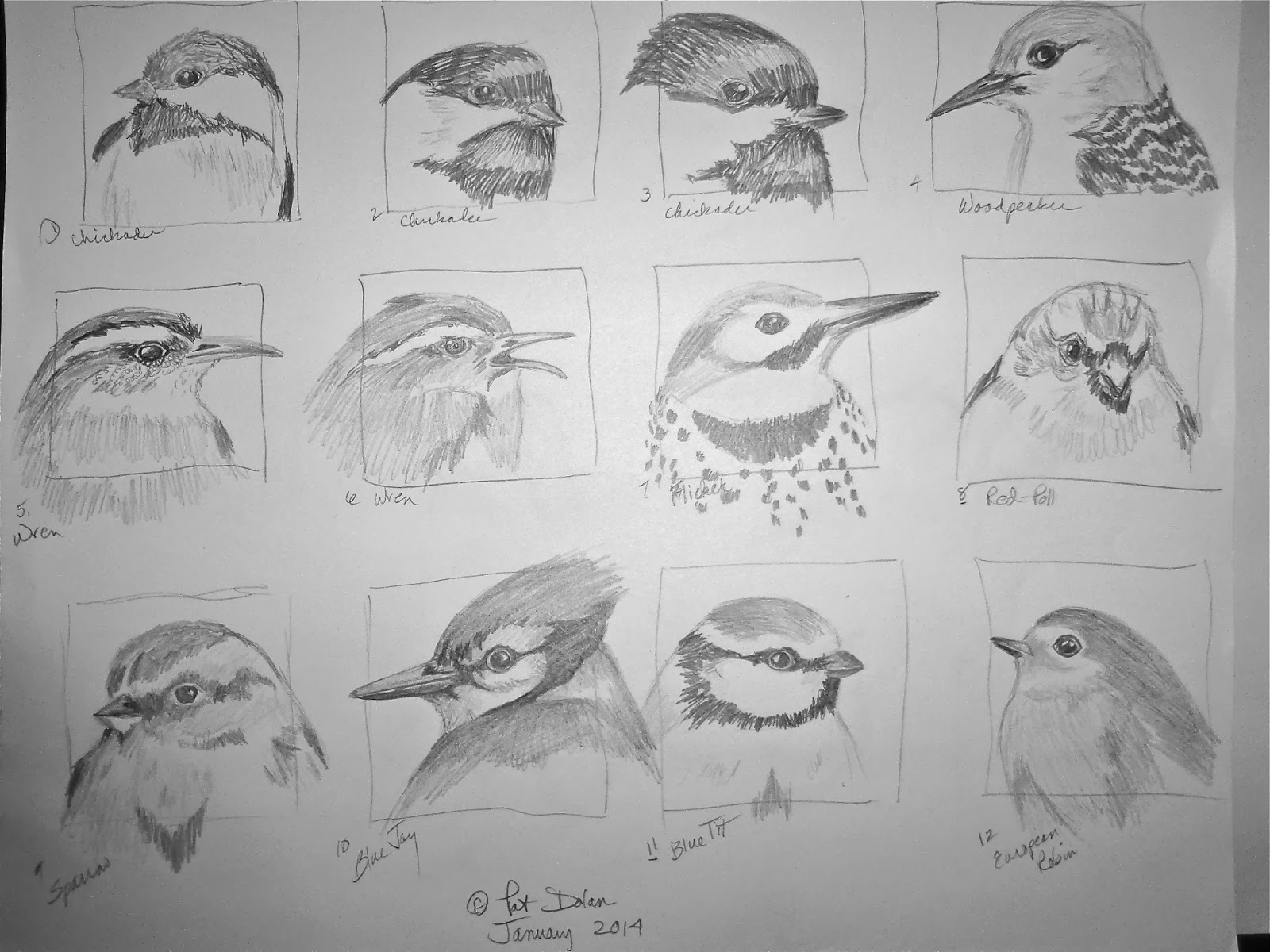 PAT's ART JOURNAL: Pencil Studies for a Series of Bird Portraits
