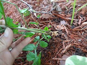 Niftynnifer's Crochet & Crafts: How to Propagate Trumpet Vine