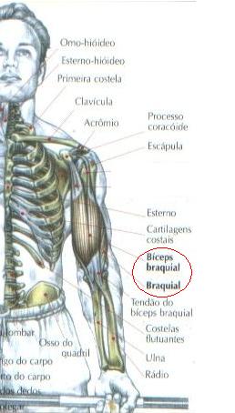 TODOS OS EXERCÍCIOS DO MUNDO - ROSCA SPIDER