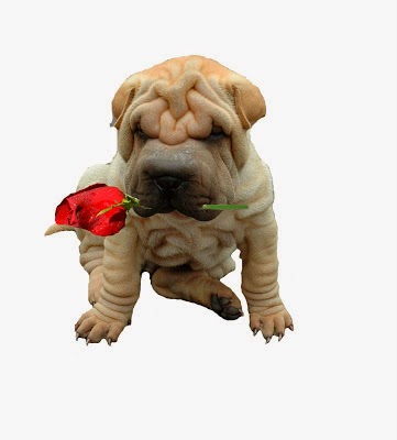 Cachorro De Perro Con Flor