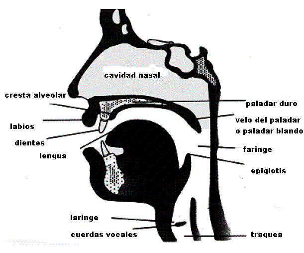 el blog del beto zayas: EL TRACTO VOCAL