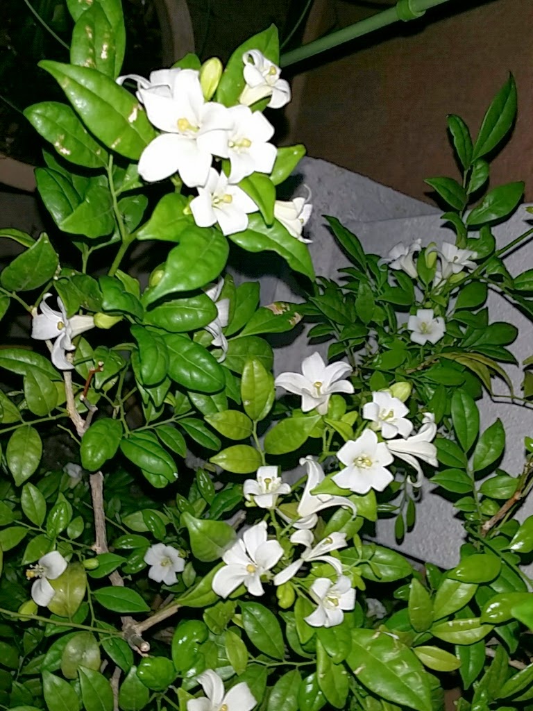 Xing Fu: JIU LI XIANG (FRAGRANCE REACHING 9 LI)