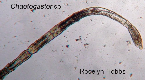 Botany 111 MicroAquarium