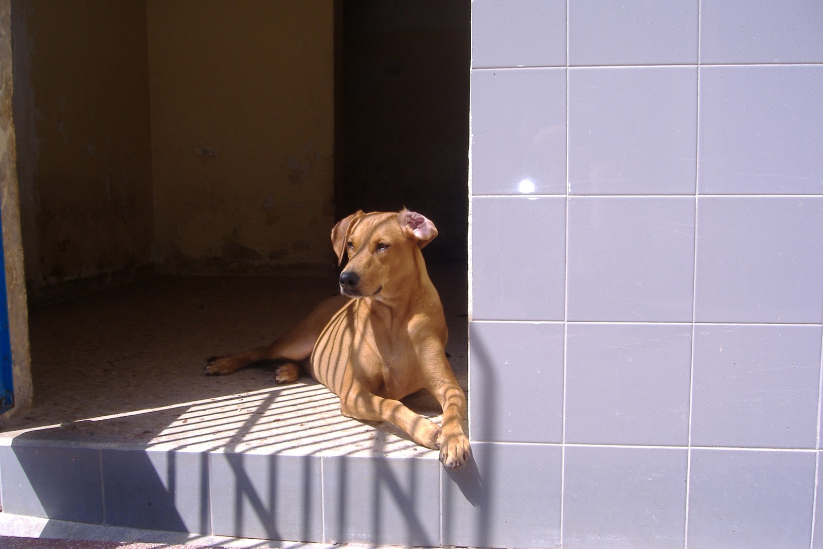 Praktik på SPCA malta