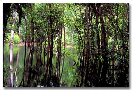 Amazon Rainforest ~ View World Beauty