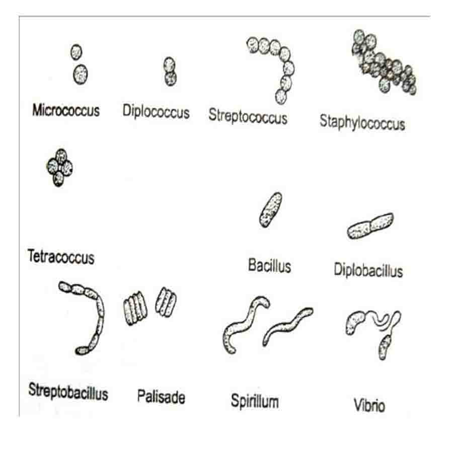 Different Types: Different Types Bacteria