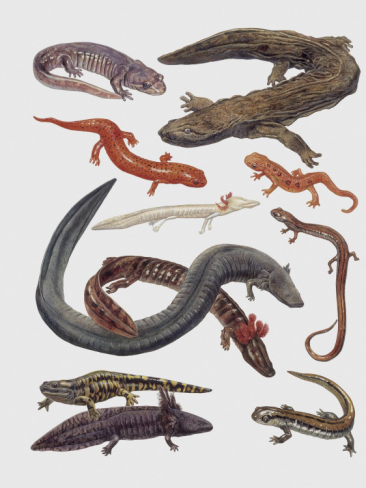 Species New to Science: [Herpetology • 2012] A new Ergotaxonomy of the ...