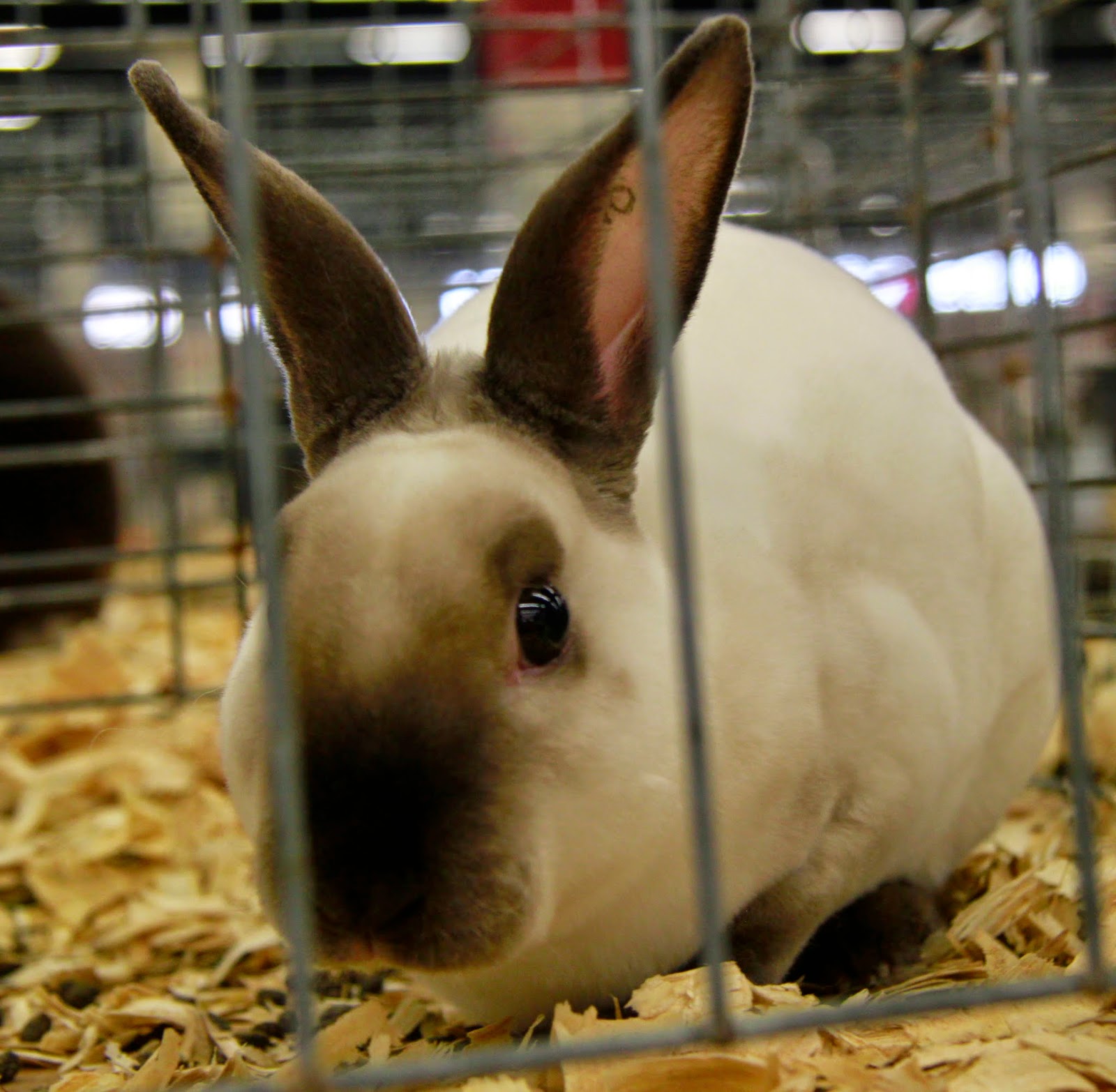 British Mini Rex at ARBA: BMRC - Texas - October/November 2014