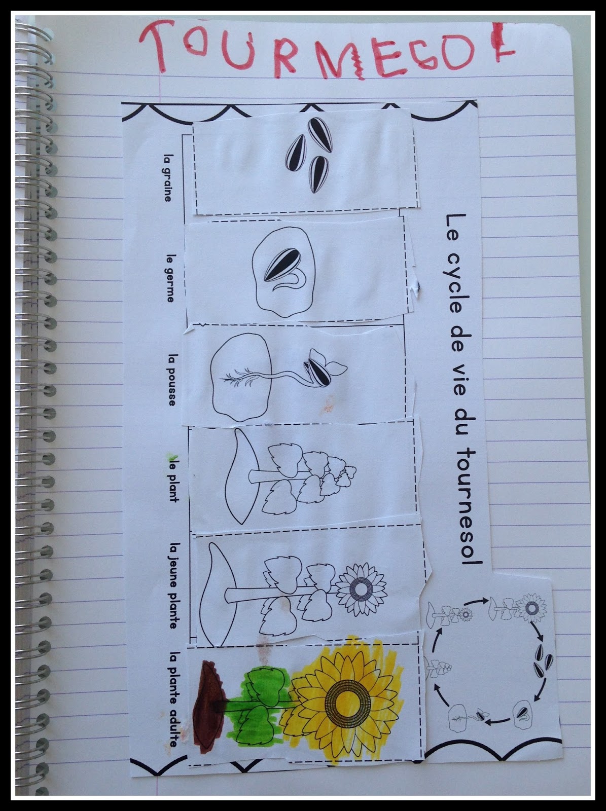 Mon joli petit bureau: Cycle du tournesol (Notre cahier de leçon de choses)