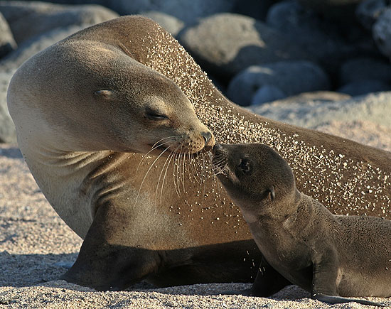 Las Islas Galápagos: ANIMALES DE GALAPAGOS