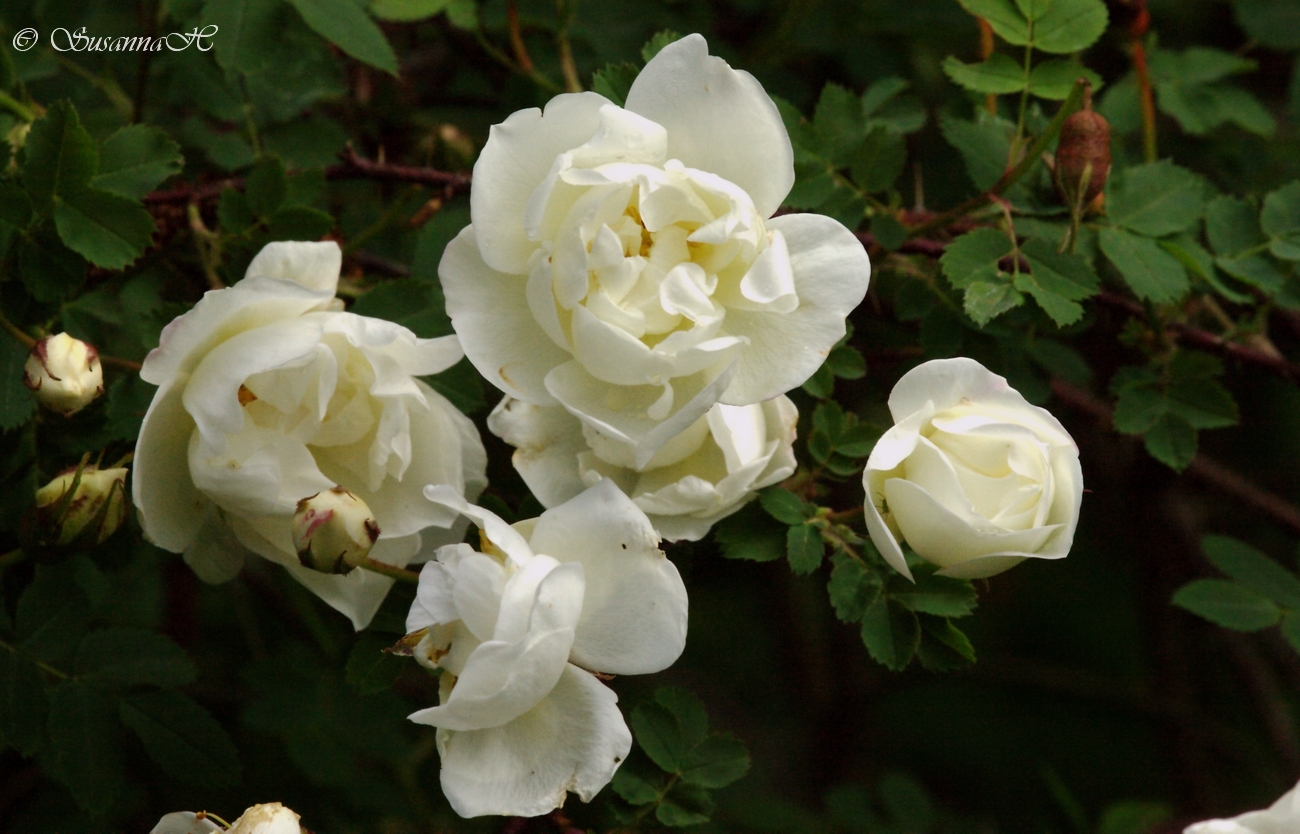 Luonnon luomaa: Ruusuista juhannusta!