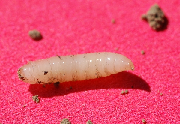 Maggot - Insects Morphology