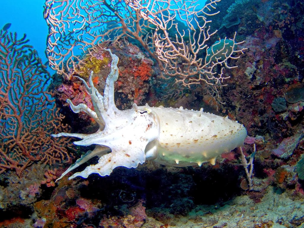 Beautiful water animals wallpapers | All HD Wallpaper 2014