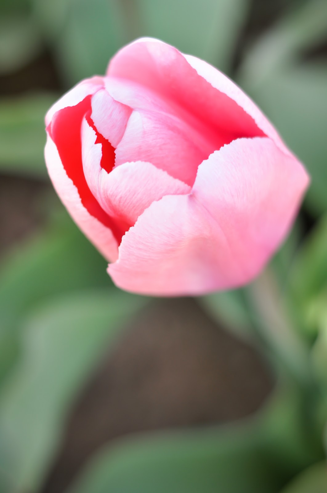 Springtime Flowers! - Cache Valley Photographer
