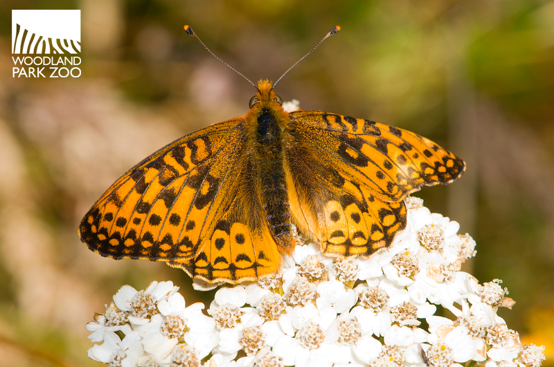 Where do silverspot butterflies lay their eggs?