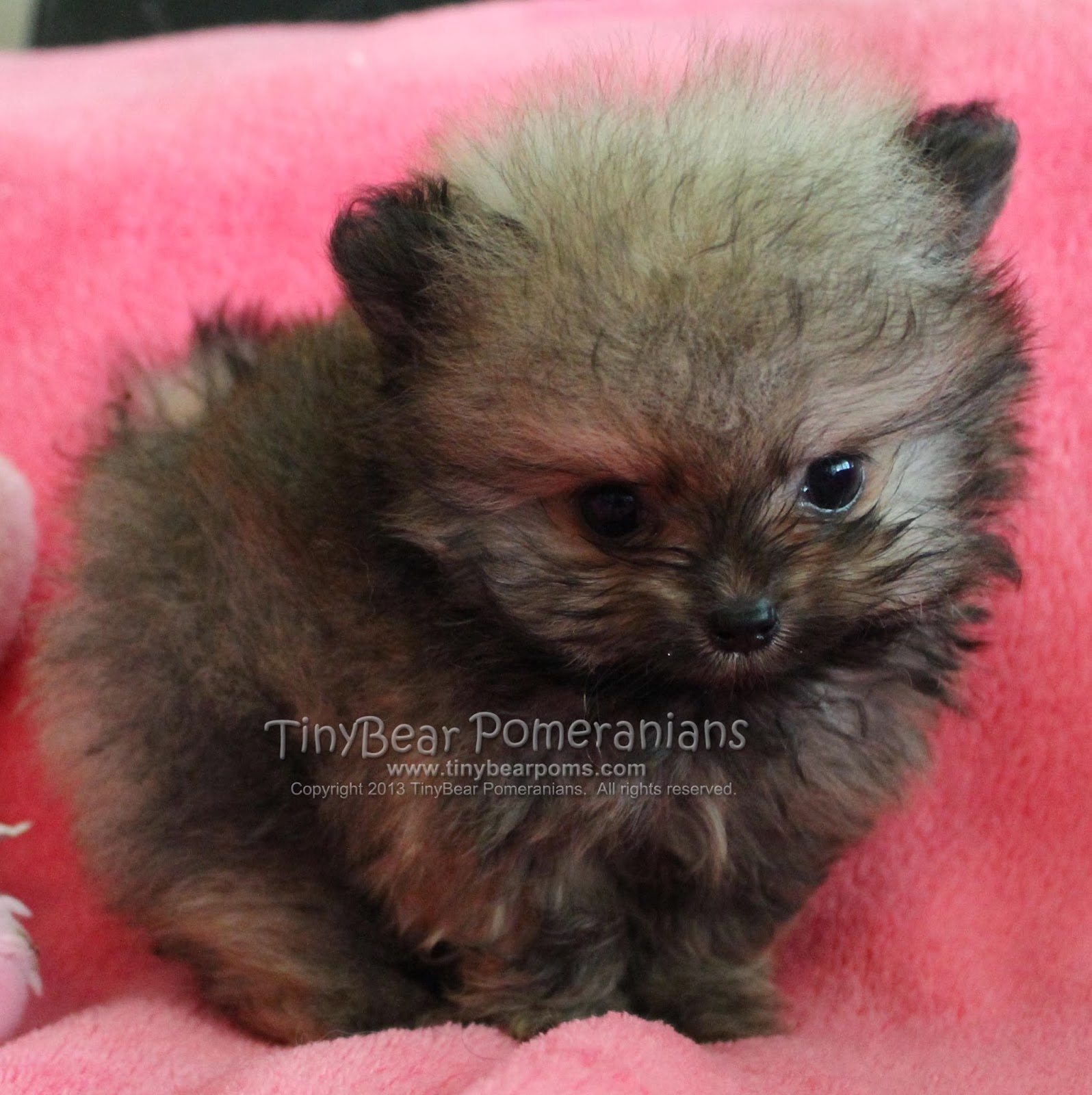 TinyBear Pomeranians
