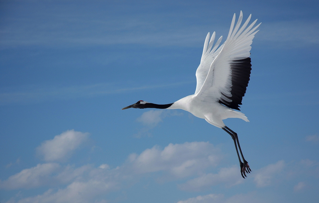 School Of Digital Photography: Tips for Photographing Birds In Flight