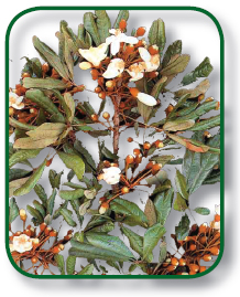 BSY NONI Cell for HEALTH to WEALTH: >........Grow Bigger?... with Catuaba?