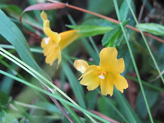 Garber Park Stewards: MIMULUS AURANTIACUS--STICKY MONKEY FLOWER GARBER ...
