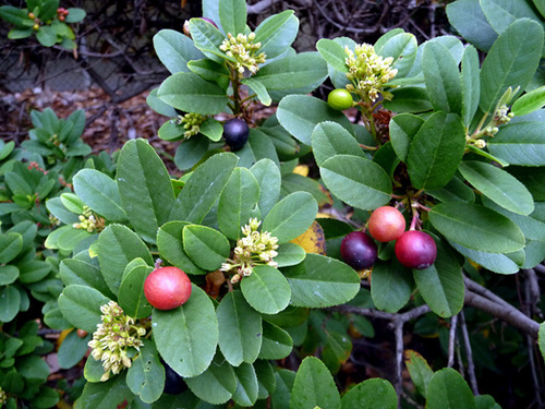 Earth's Internet & Natural Networking: California Coffeeberry ...