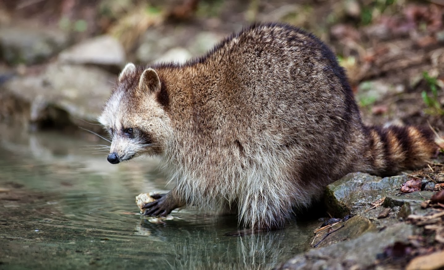 Seres vivos 1 "S": Informacion del Mapache