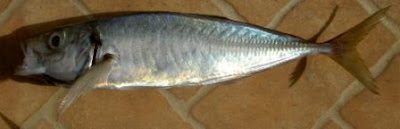 A Pesca do Jorge Santos: Carapau