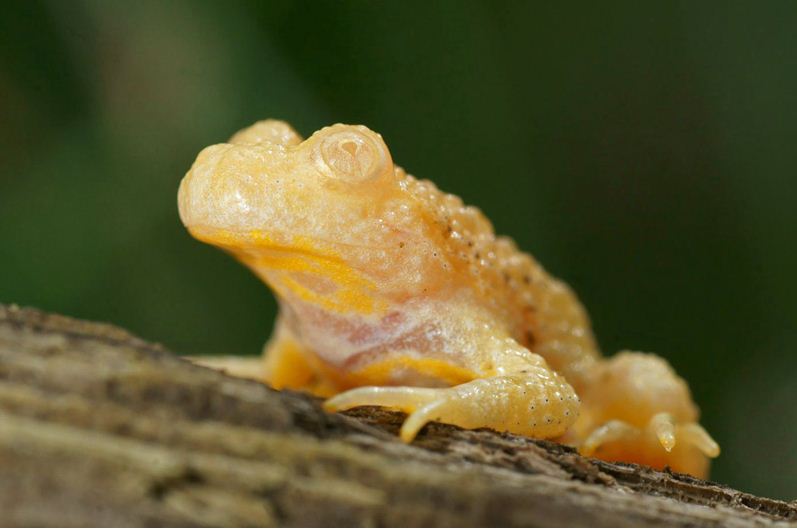 Incredible Photos of a 'Wax Statue' Toad! | Featured Creature