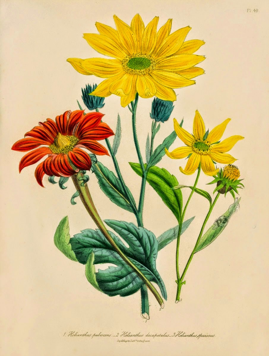 "The Victorian garden" By Jane Webb Loudon - Fine Art and You