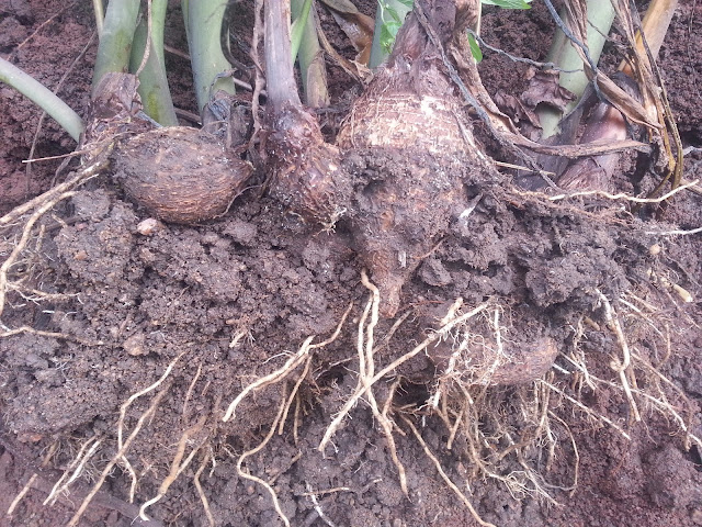 Amadumbe or Madumbis: a Traditional Harvest of Rural KwaZulu-Natal