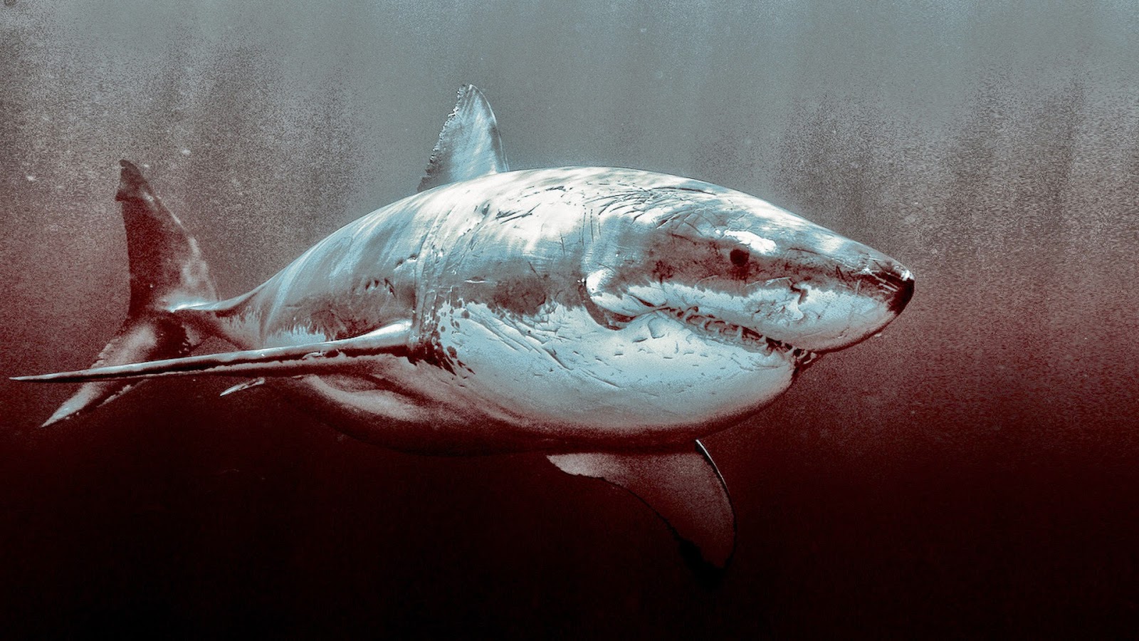 Shark - HD Wallpapers | Earth Blog