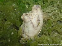 Harbor Watch: The Invasive Club Tunicate