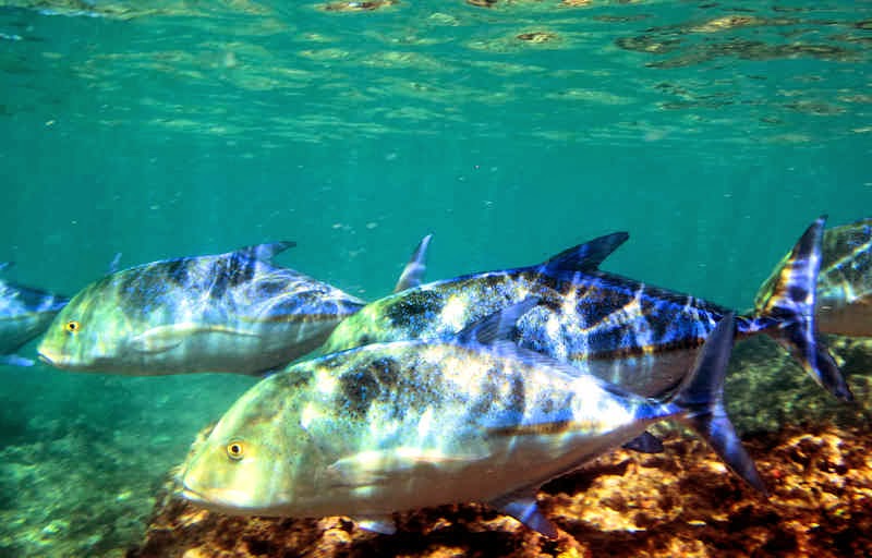 The Wayward Hawaiian: December 2013