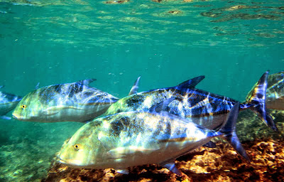 The Wayward Hawaiian: Ulua Just Like on TV!