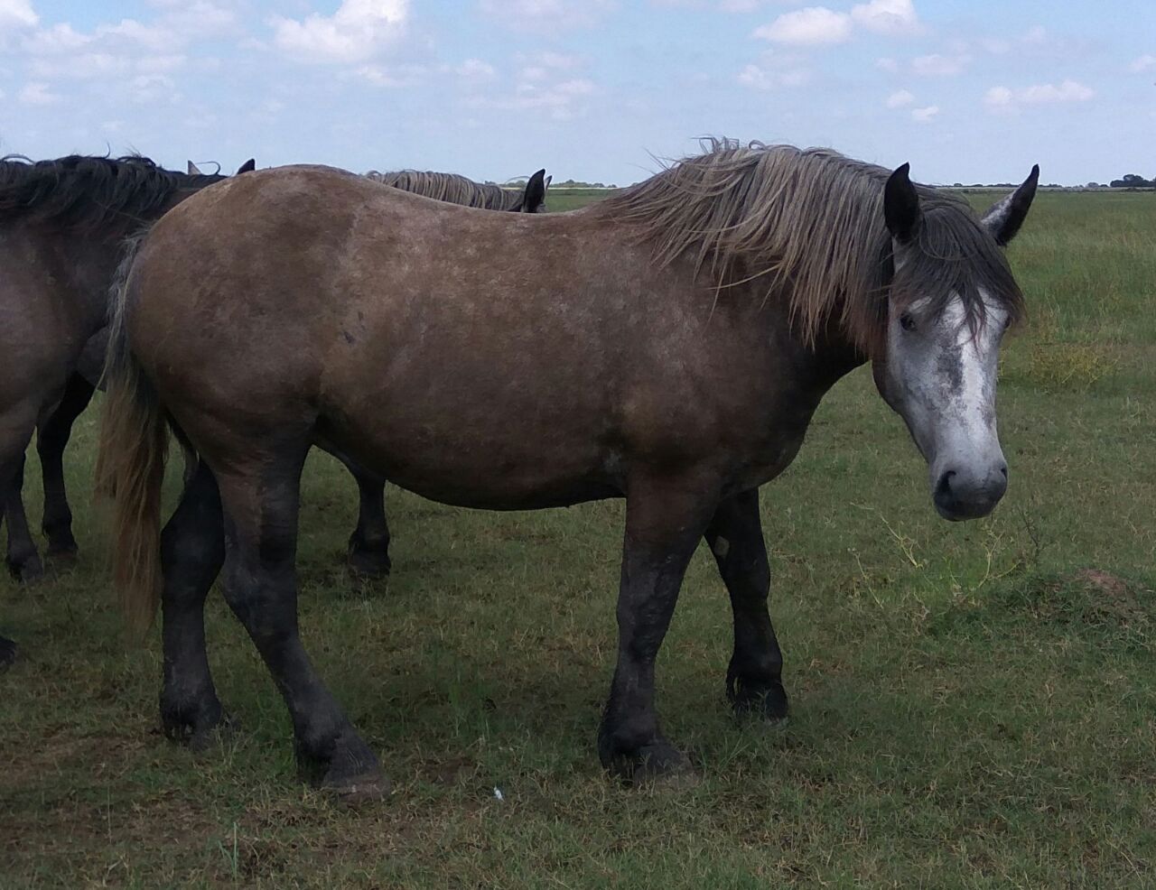 CABALLOS PERCHERONES CABAÑA LA TURCA: PERCHERONAS PREÑADAS