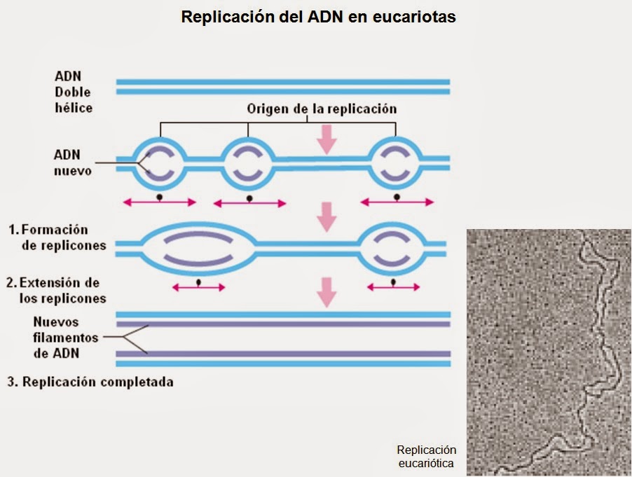 Replicación del ADN | Apuntes de Bioquímica