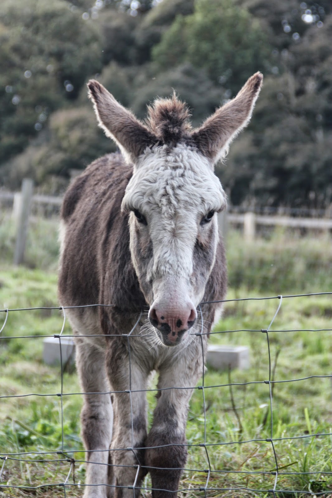 Cute Donkey Pictures!!!