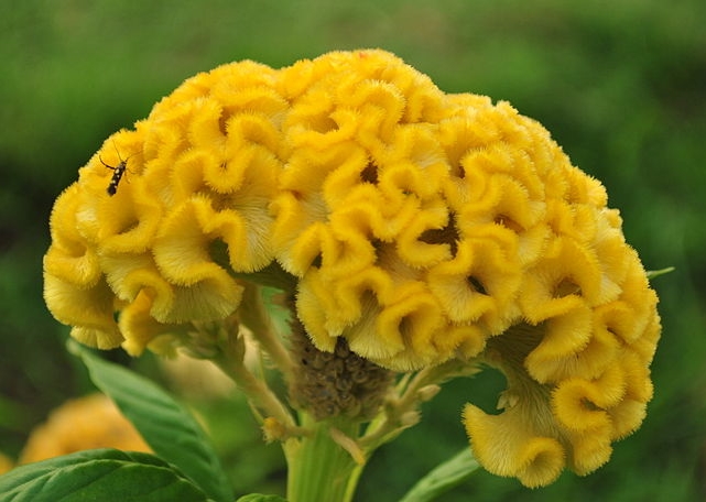 Jom Tanam Bunga: Bunga Balung Ayam