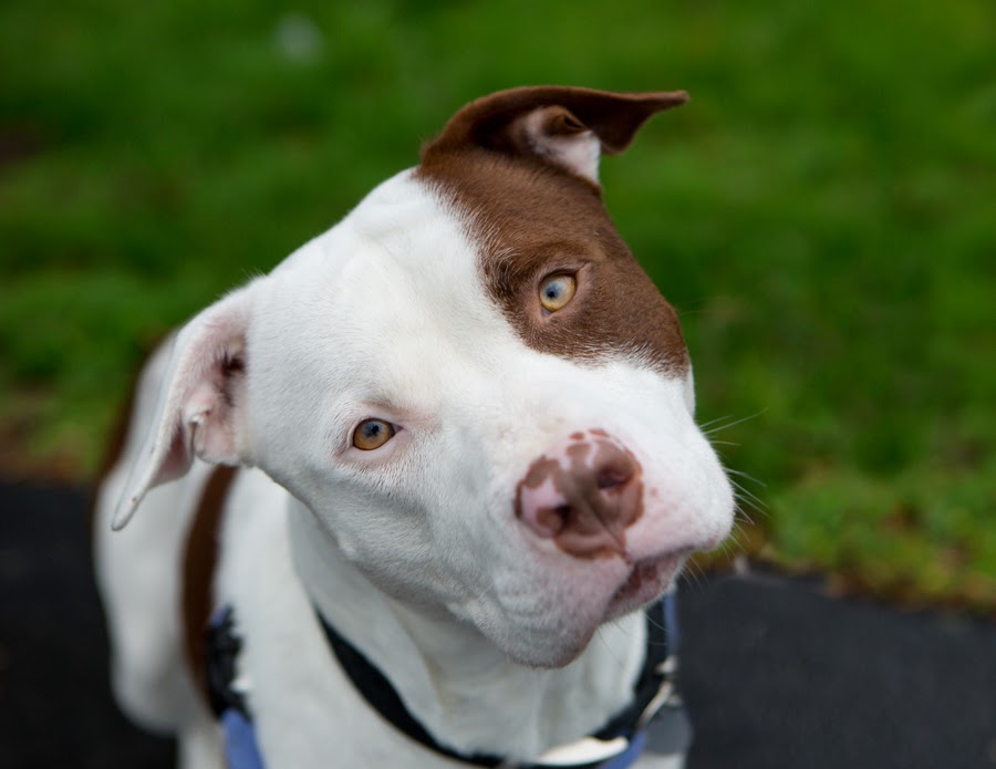Shelter Dogs of Portland: "SNOOPY" goofy fun Pitbull