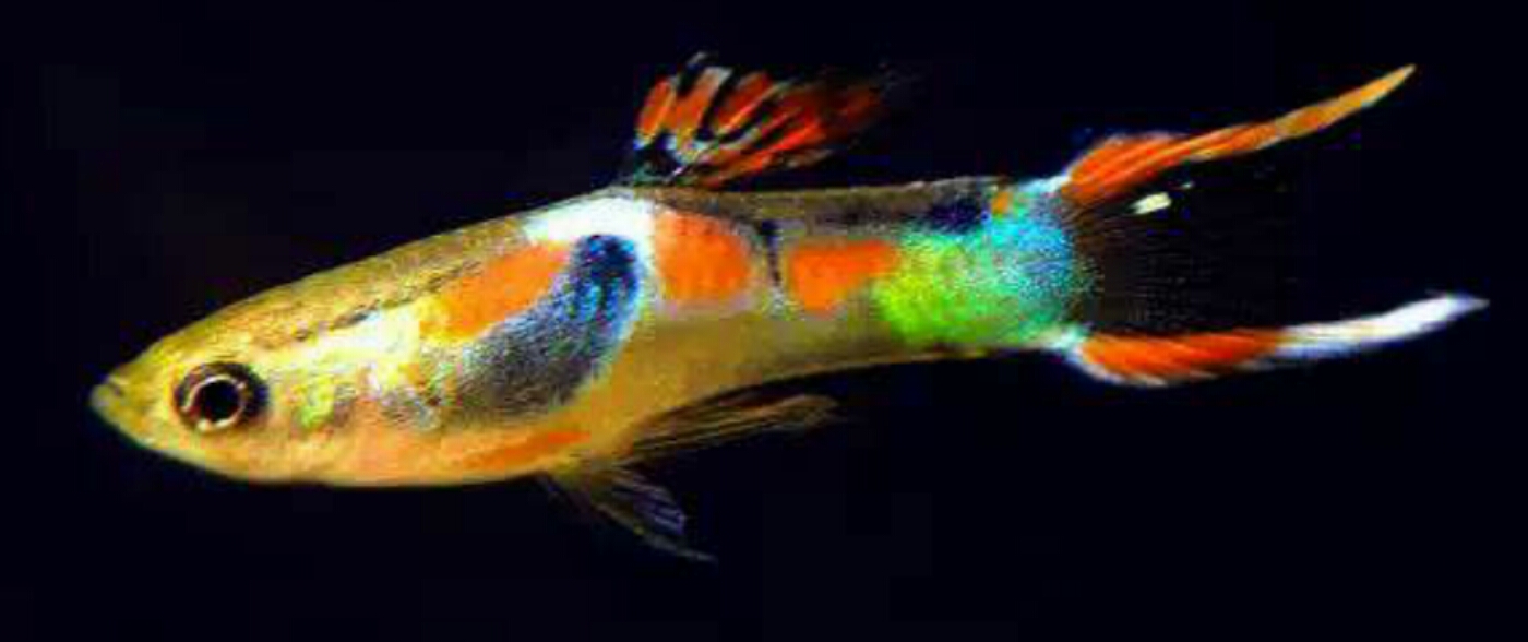 ENDLER POECILIA WINGEI Livebearers Cumana Area: COMO DIFERENCIAR UN ...