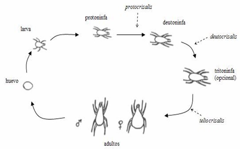 Ácaros: Ciclo de Vida
