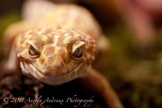 Explore-Capture-Create: Critters!