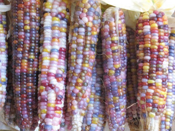 O INCRÍVEL MILHO COLORIDO - Portal Cidade Mirangaba-Ba